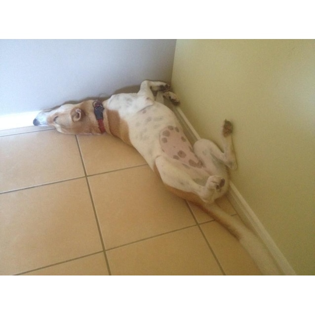 Sheba - Medium Female Dingo x Kelpie x Rhodesian Ridgeback Mix Dog in ...