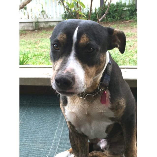Bessell - Small Male Beagle x Staffy Mix Dog in VIC - PetRescue