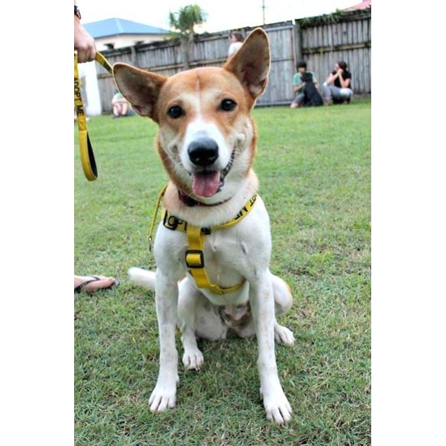 Sheba - Medium Female Dingo x Kelpie x Rhodesian Ridgeback Mix Dog in ...