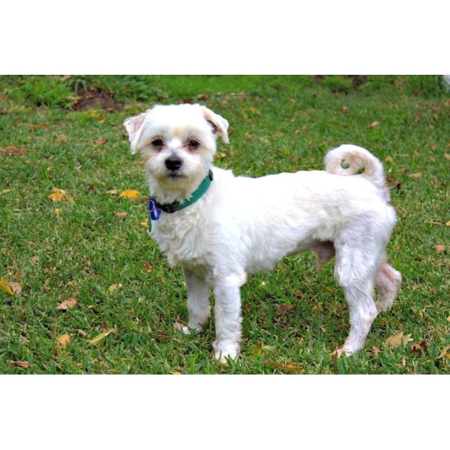 Morris ~ Maltese X Tibetan Spaniel (Trial 30/5/15) - Small Male Maltese ...