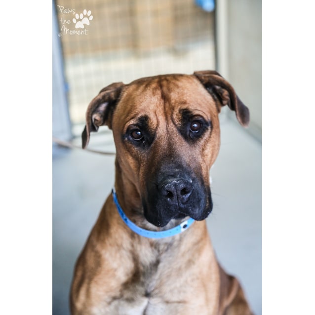 Mattie ~ #1502532 - Large Male Great Dane x Rhodesian Ridgeback Mix Dog ...