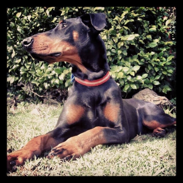 Jax - Large Male Doberman Dog in VIC - PetRescue