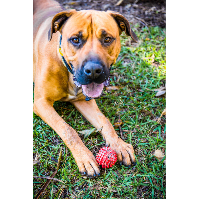 Mattie ~ #1502532 - Large Male Great Dane x Rhodesian Ridgeback Mix Dog ...