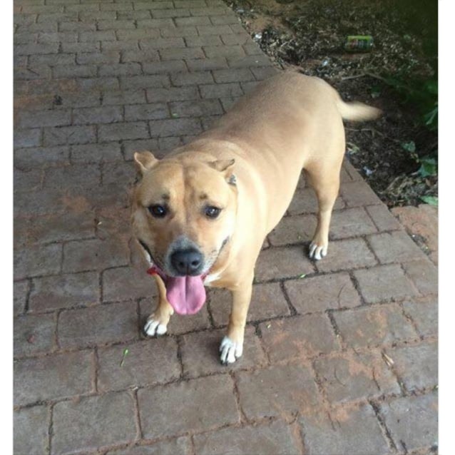 Missy - Medium Female Rhodesian Ridgeback x Red Heeler Mix Dog in VIC ...