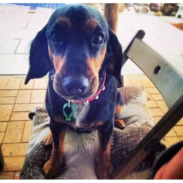 Zena - Small Female Cavalier King Charles Spaniel x Dachshund Mix Dog ...