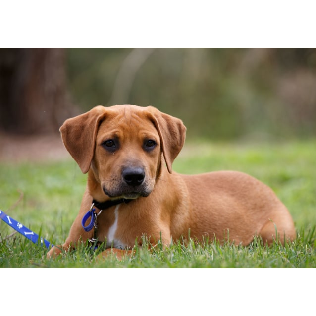 Dex ~ Ridgeback x Lab Puppy ~ On Hold 5/2/16 - Large Male Labrador x ...