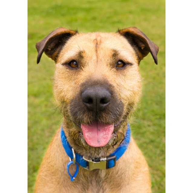 Karma - Large Female Irish Wolfhound x Rhodesian Ridgeback Mix Dog in ...