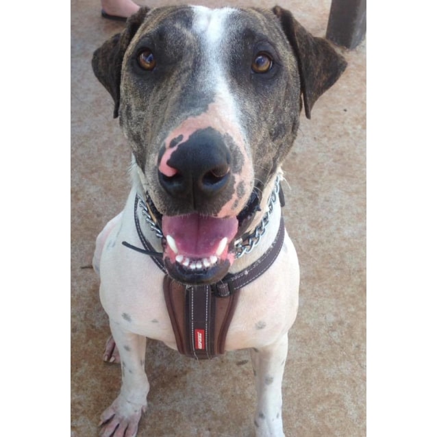 Pedro - Medium Male Bull Terrier x Greyhound Mix Dog in QLD - PetRescue