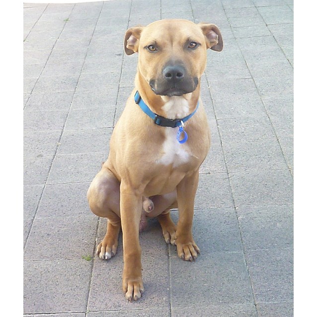 Cooper ~ Staffy X (on trial 21/10/17) - Medium Male Staffy x Ridgeback ...