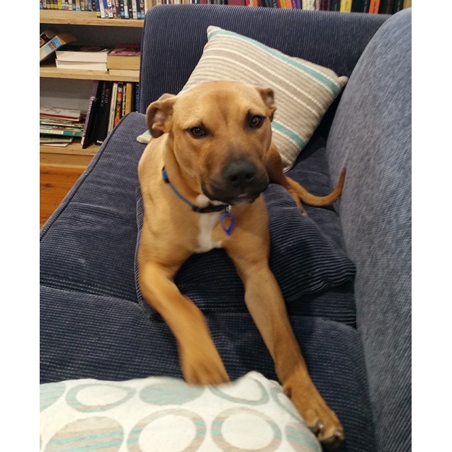 Cooper ~ Staffy X (on trial 21/10/17) - Medium Male Staffy x Ridgeback ...