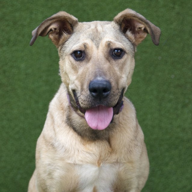 Sally - Large Female Bull Arab x German Shepherd Mix Dog in QLD - PetRescue
