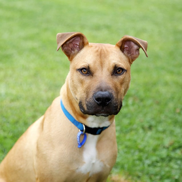 Cooper ~ Staffy X (on trial 21/10/17) - Medium Male Staffy x Ridgeback ...
