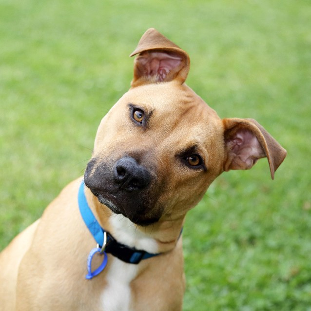 Cooper ~ Staffy X (on trial 21/10/17) - Medium Male Staffy x Ridgeback ...