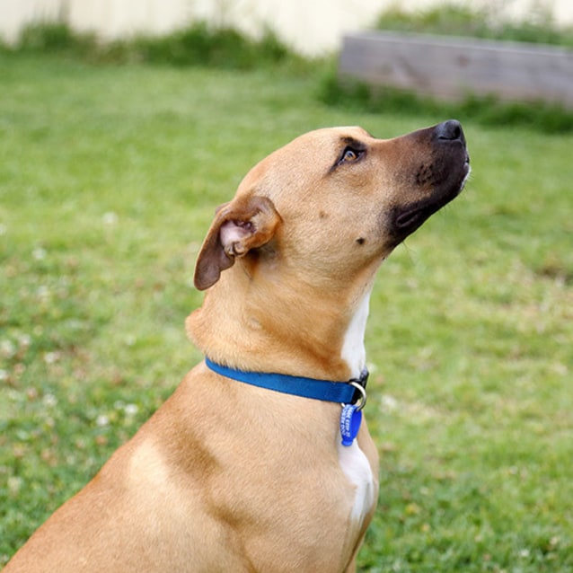 Cooper ~ Staffy X (on trial 21/10/17) - Medium Male Staffy x Ridgeback ...