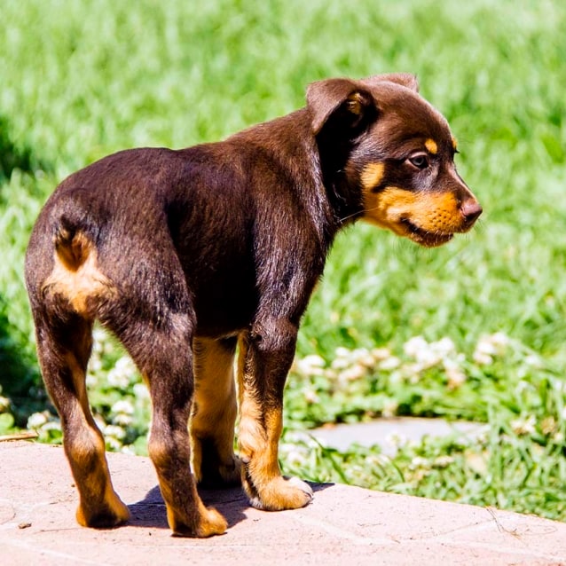 Peppa ~ female Kelpie x Cattle (On Trial 14/12/16) - Medium Female ...