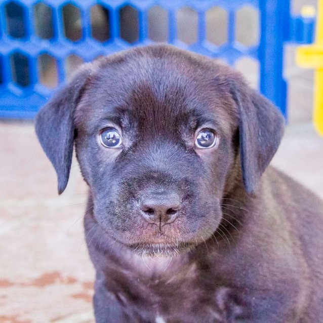 Jerry ~ male Lab x Mastiff pup (On Trial 6/1/17) - Large Male Labrador ...