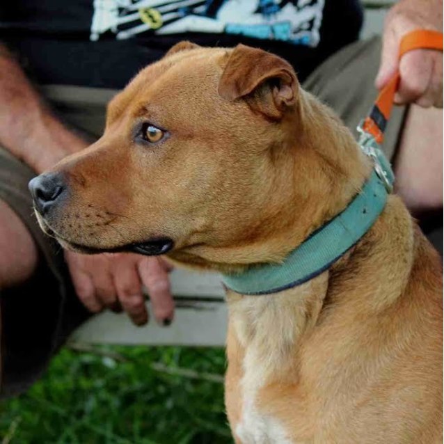 Red ~ Shar-Pei x (on trial 9/07/16) - Large Male Shar Pei Mix Dog in ...