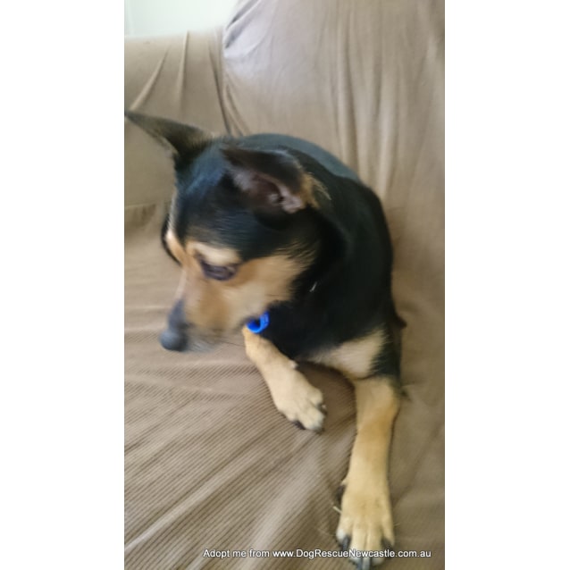 Poppy ~ Kelpie x Chihuahua (Trial 11/4/16) - Small Female Chihuahua x ...
