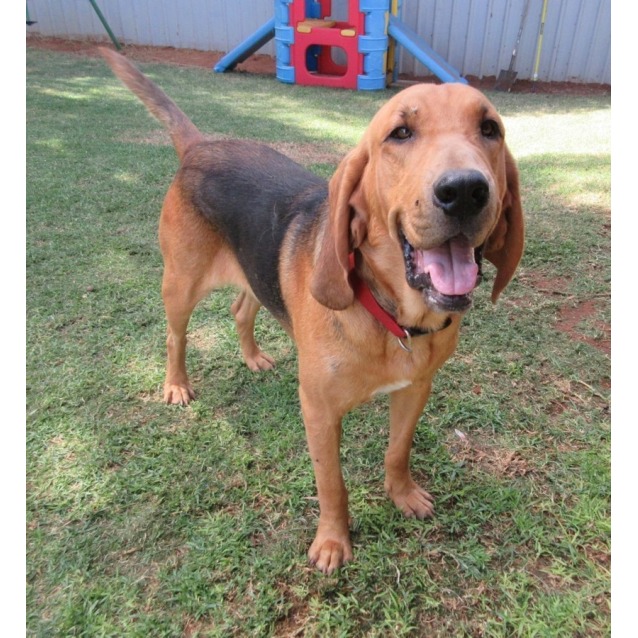 copper - Large Male Bloodhound Dog in VIC - PetRescue