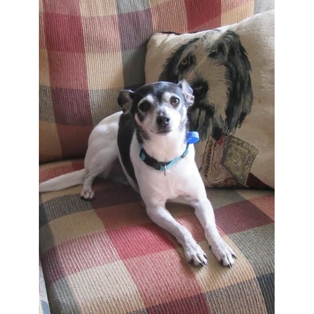 Emmi ~ Mini Foxie (On Trial 14/5/16) - Small Female Miniature Fox ...