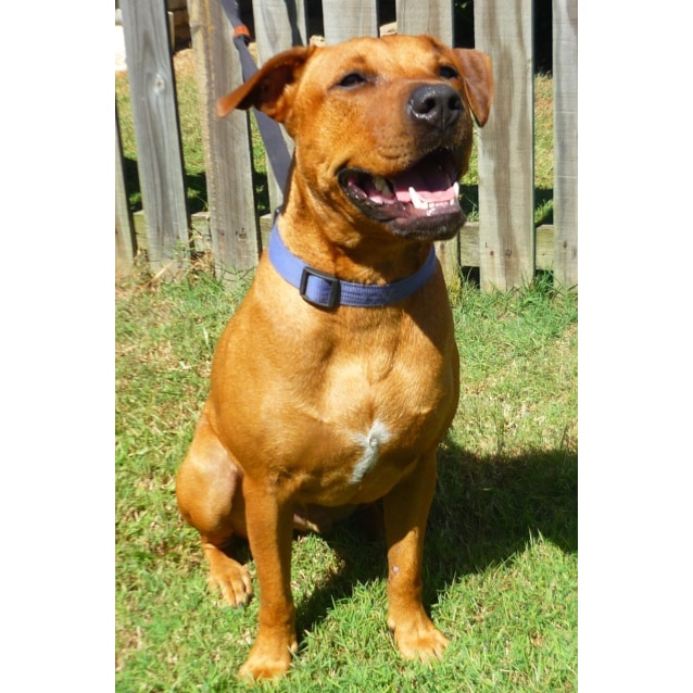 Cooper - Medium Male Staffy x Ridgeback Dog in QLD - PetRescue