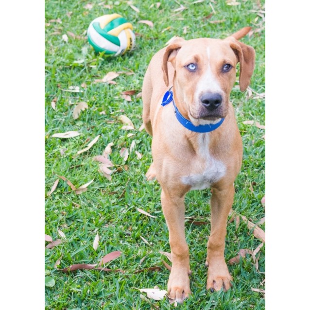 Dusty ~ Ridgeback x Mastiff x Bull Arab boy - Large Male Bull Arab x ...