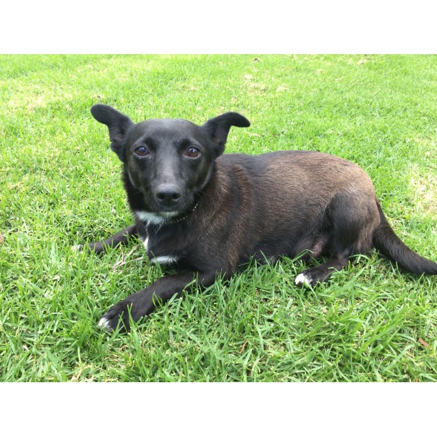Mumma Nigella - Small Female Chihuahua x Kelpie x Welsh Corgi Mix Dog ...