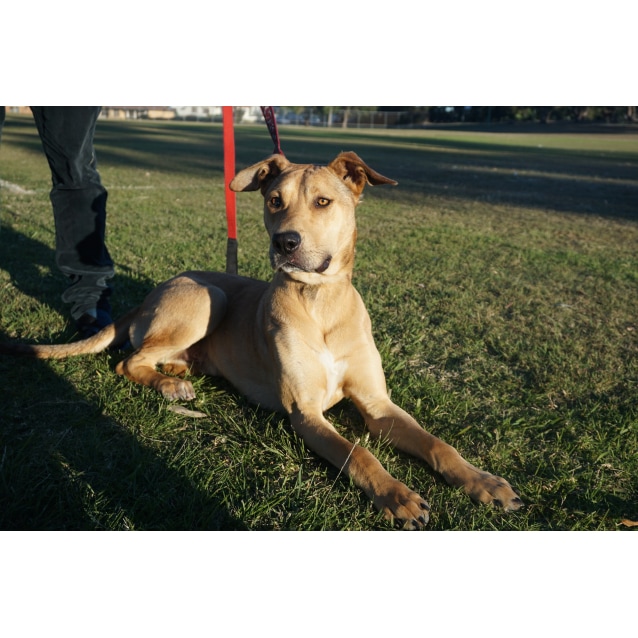 Thor ~ 1yo Ridgeback X Husky - Large Male Husky x Ridgeback Mix Dog in ...
