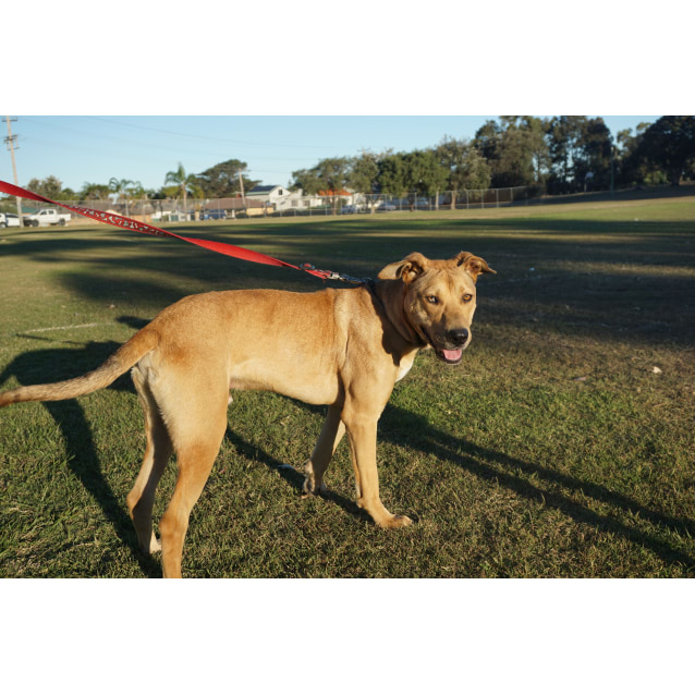 Thor ~ 1yo Ridgeback X Husky - Large Male Husky x Ridgeback Mix Dog in ...