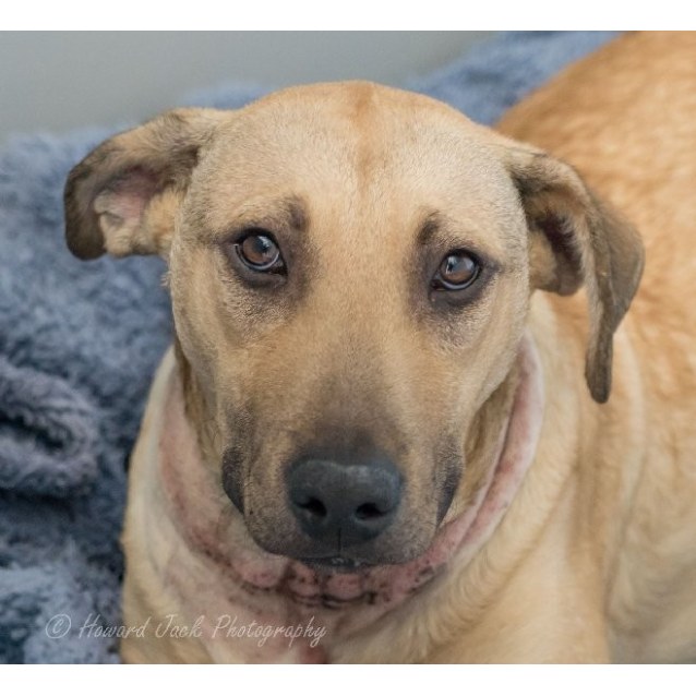 Bear - Large Male Irish Wolfhound x Rhodesian Ridgeback Mix Dog in QLD ...