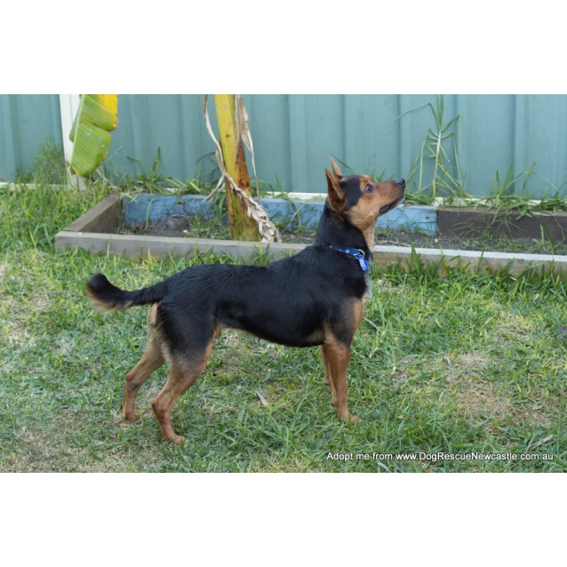 Juno ~ kelpie x fox terrier ( on trial 24/07/16) - Medium Male Fox ...