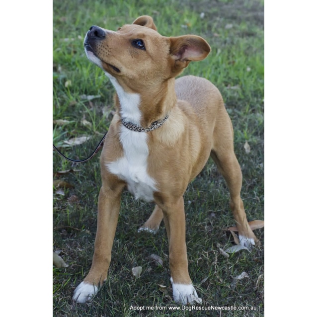 Lois ~ Ridgeback X Kelpie (on trial 20/08/16) - Medium Female Ridgeback ...