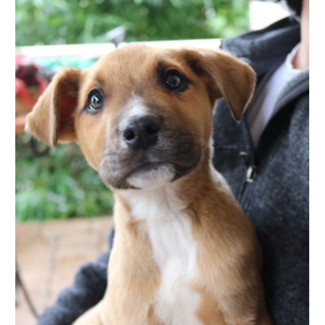 Bronx - Medium Male Kelpie x Rhodesian Ridgeback Mix Dog in NSW - PetRescue