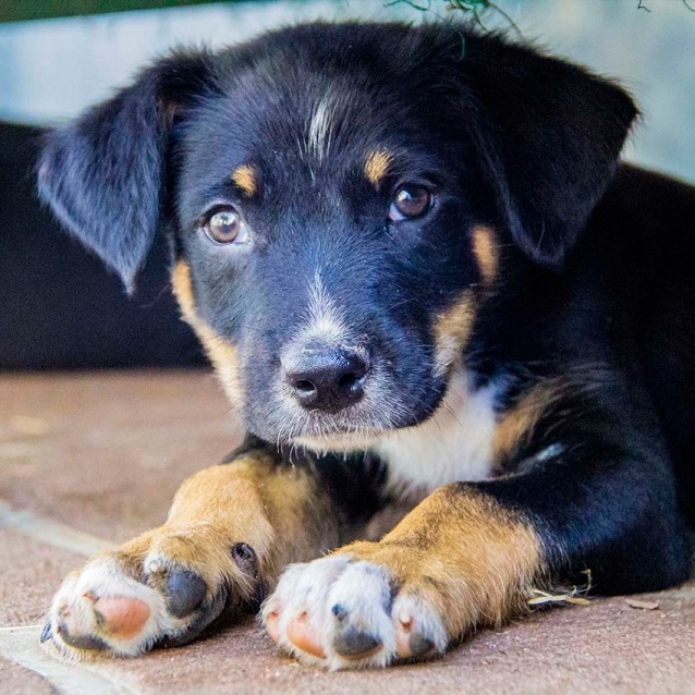 Watson ~ male BC x Kelpie pup (pending yard check) - Medium Male Border Collie x Kelpie Mix Dog ...