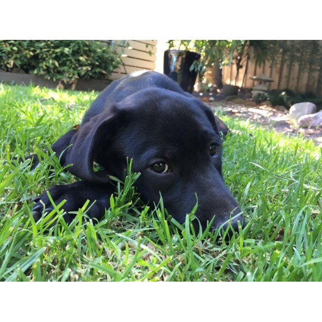 Male Puppy - Medium Male German Shorthaired Pointer x Golden Retriever ...