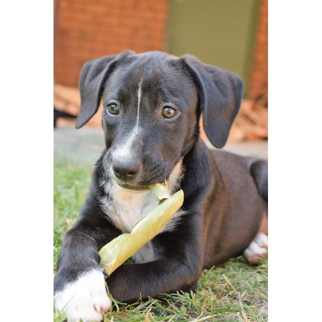 Clover - Medium Female Border Collie x Rhodesian Ridgeback Dog in QLD ...
