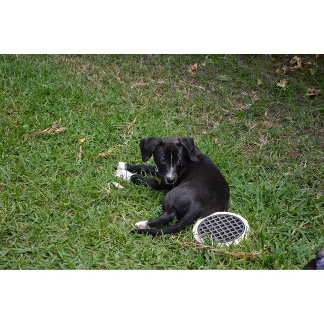 Clover - Medium Female Border Collie x Rhodesian Ridgeback Dog in QLD ...