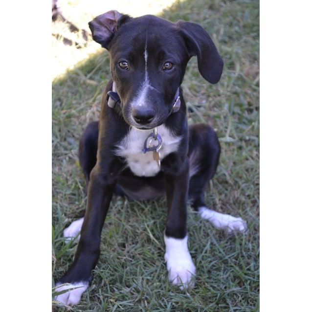 Clover - Medium Female Border Collie x Rhodesian Ridgeback Dog in QLD ...