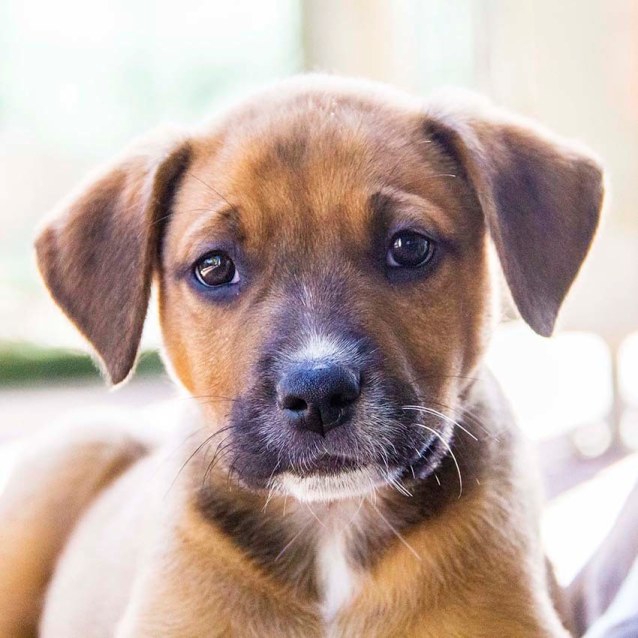 Dana ~ Boxer x Mastiff x Cattle pup (On Trial 14/5 - Medium Female ...