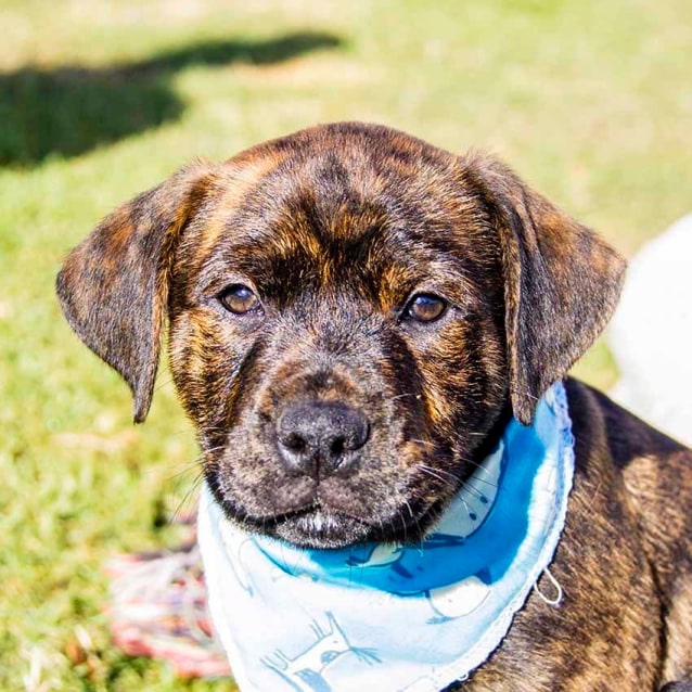 Arlo ~ Rotti x Staffy x Lab pup (On Trial 24/6/17) - Medium Male ...