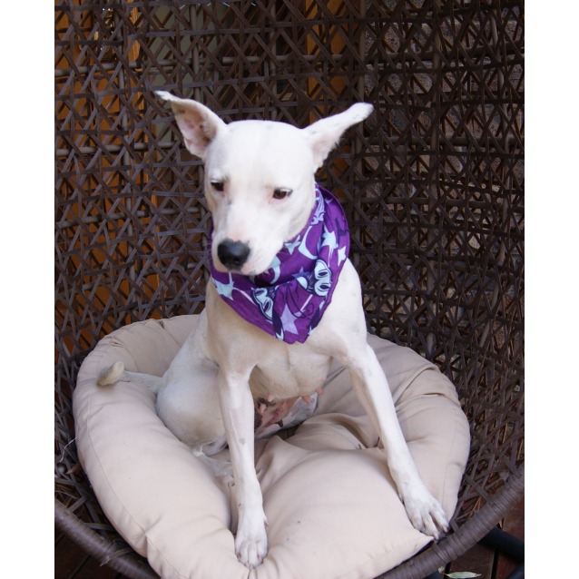 Lucy (On trial 17/11/12) - Medium Male Dalmatian x Staffy Mix Dog in ...