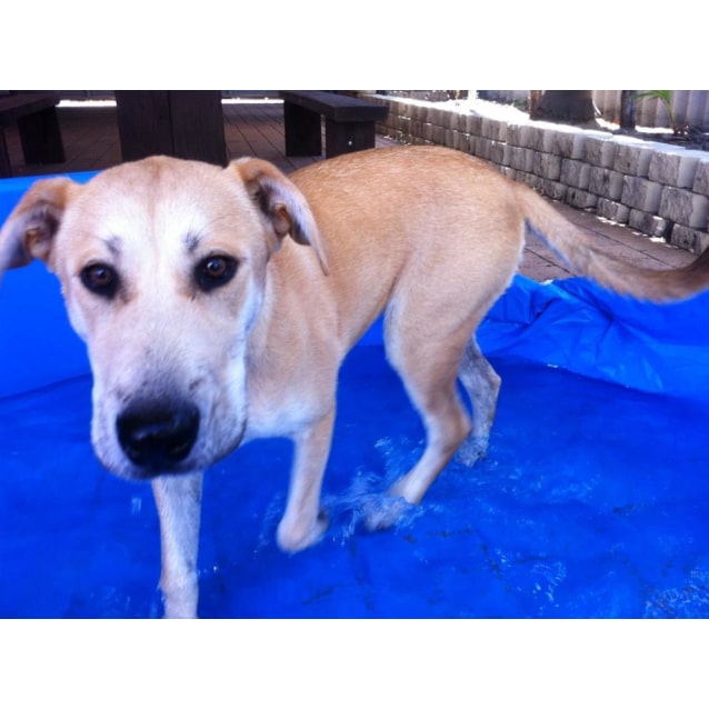 Pixie-12 month lab x dingo pup - Medium Female Labrador Mix Dog in WA ...