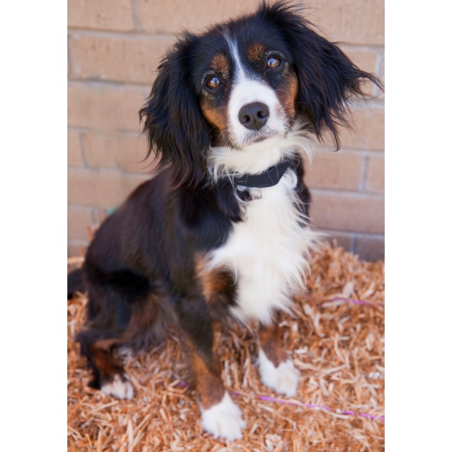 Cassie ID11601 - Small Female Cocker Spaniel, English x Border Collie ...