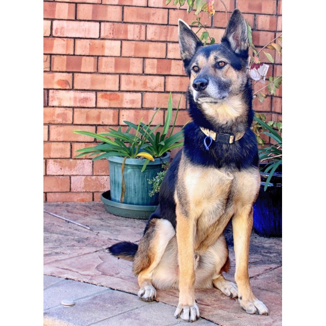 Chief (adopted ~9/2013) - Medium Male German Shepherd X Cattle Dog Dog ...
