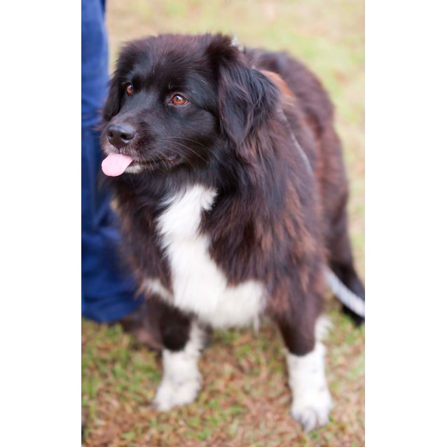Lucy ID14430 - Medium Female Border Collie x Samoyed Mix Dog in VIC ...