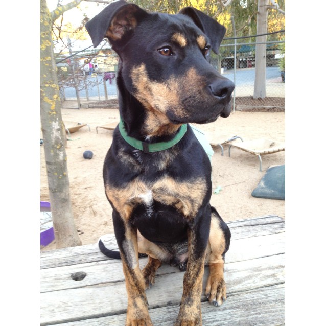 Netto - Large Male Rottweiler x Whippet Mix Dog in VIC - PetRescue