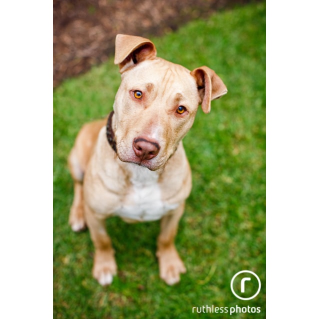 Arrow - Medium Male Mix Dog in NSW - PetRescue