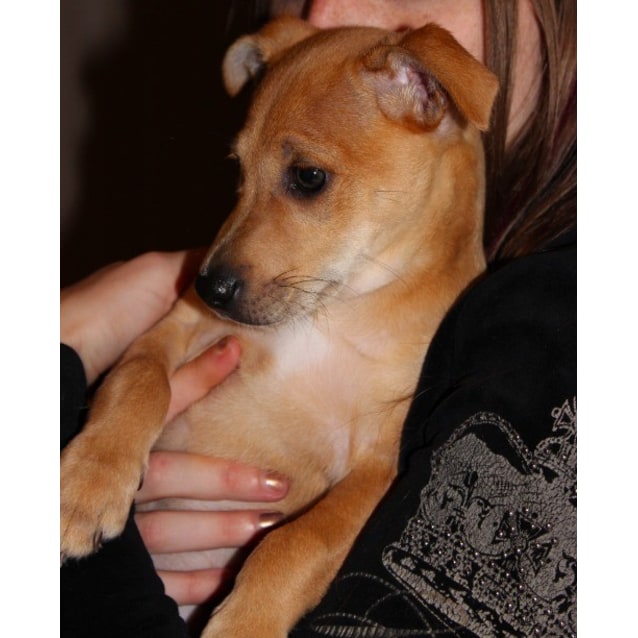 Brandy AP0016 - Small Female Jack Russell Terrier x Red Heeler Mix Dog ...