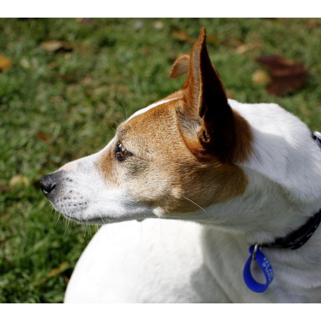 Missy (On Trial 12/9/13) - Small Female Tenterfield Terrier Dog in NSW ...
