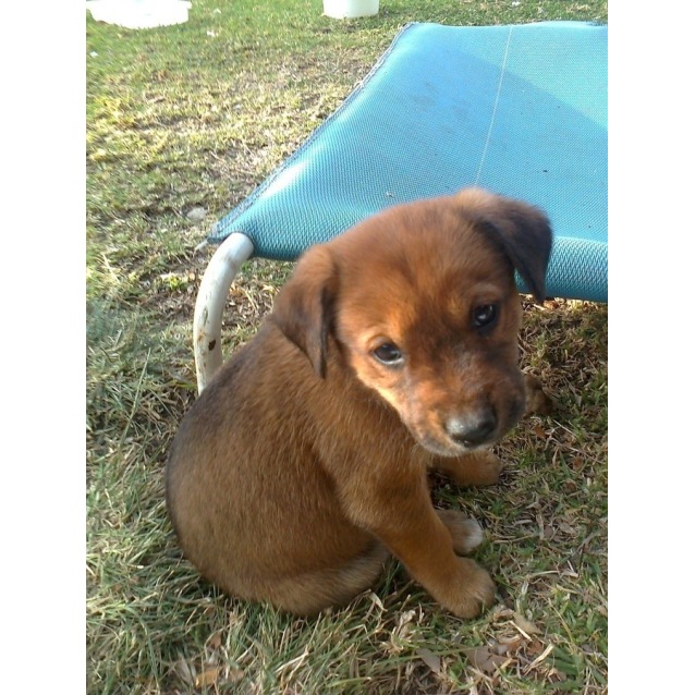 Dingo pup 2 - Medium Female Dingo Mix Dog in NSW - PetRescue